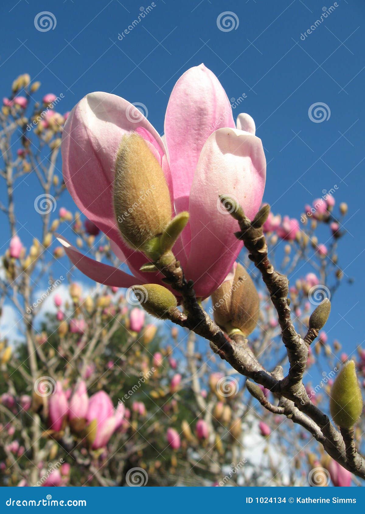 Blooming Magnolia stock photo. Image of blooming, spring - 1024134