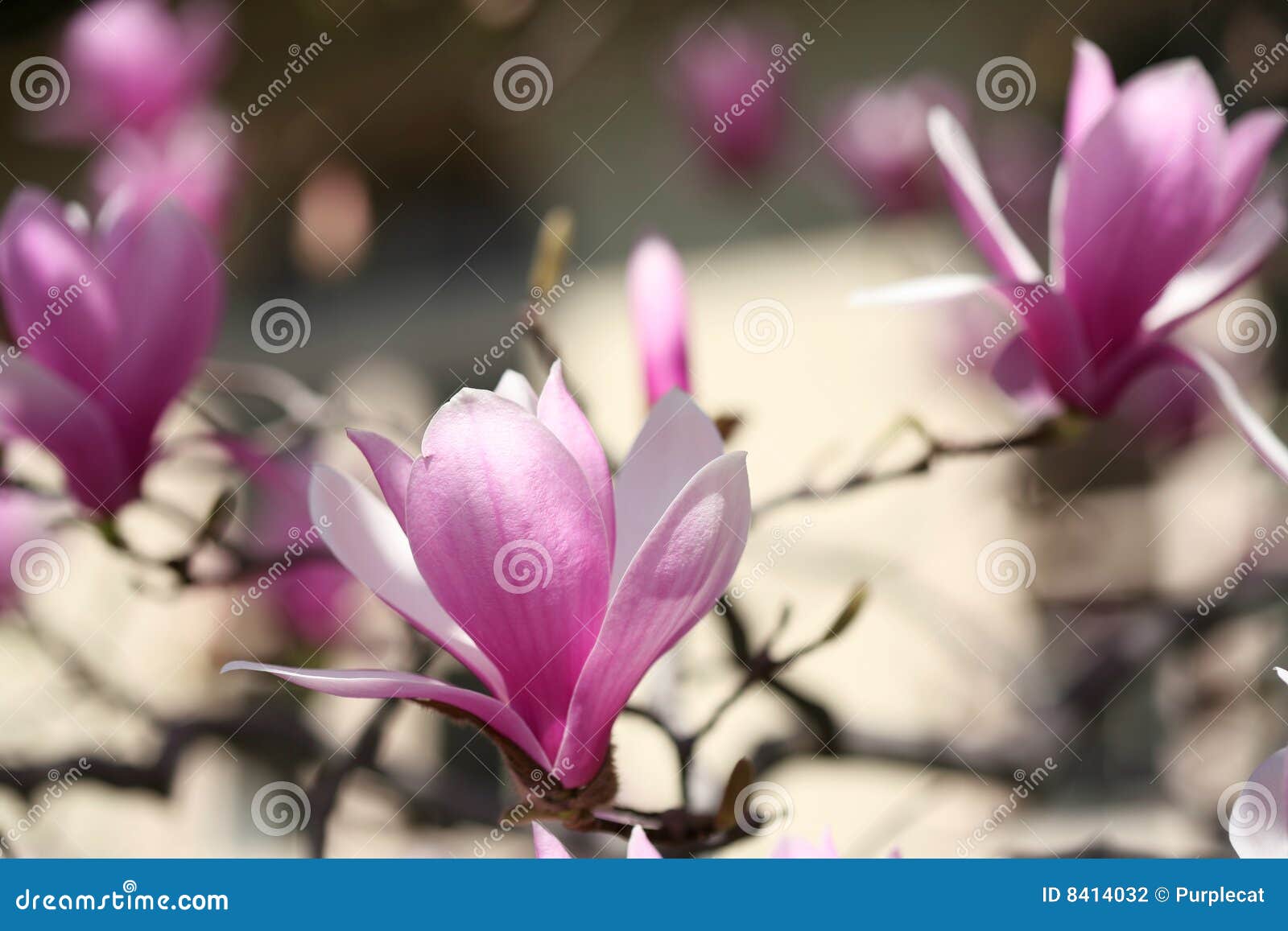 Blooming magnolia stock photo. Image of outdoors, magnolia - 8414032