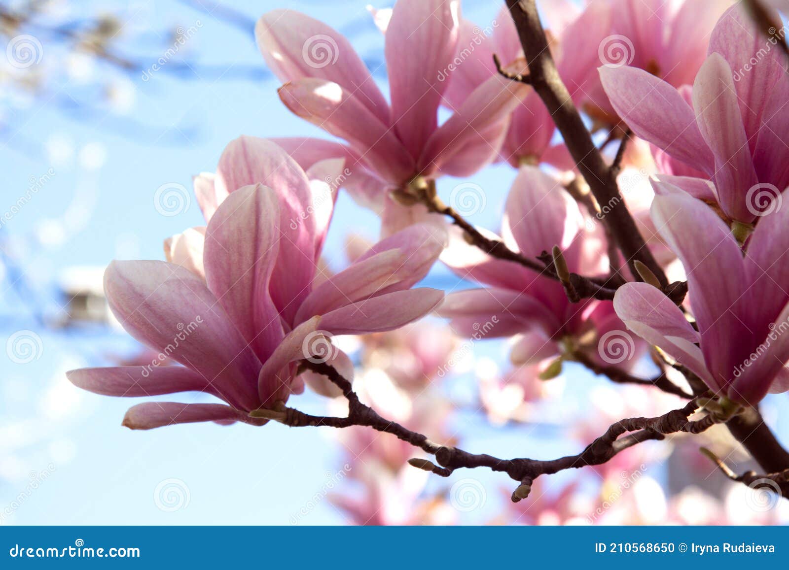 Blooming magnolia branches stock photo. Image of magnolia - 210568650
