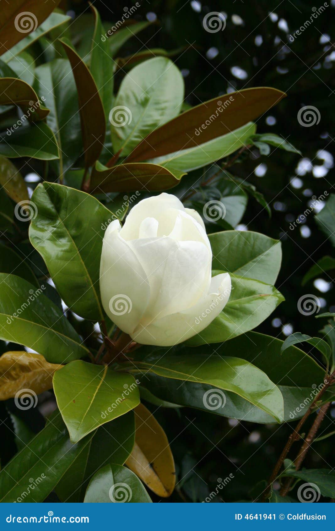 Blooming Magnolia, Great Banyan Stock Image - Image of horizontal ...