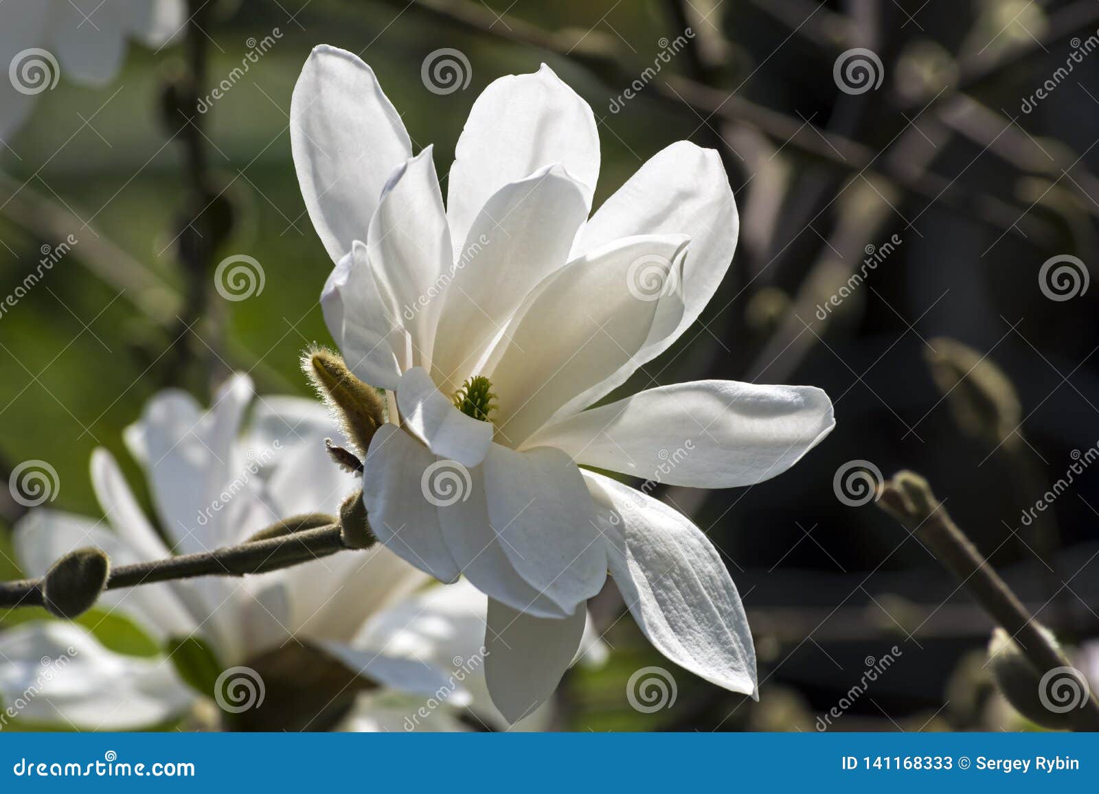 Blooming Magnolia loebneri stock image. Image of form - 141168333