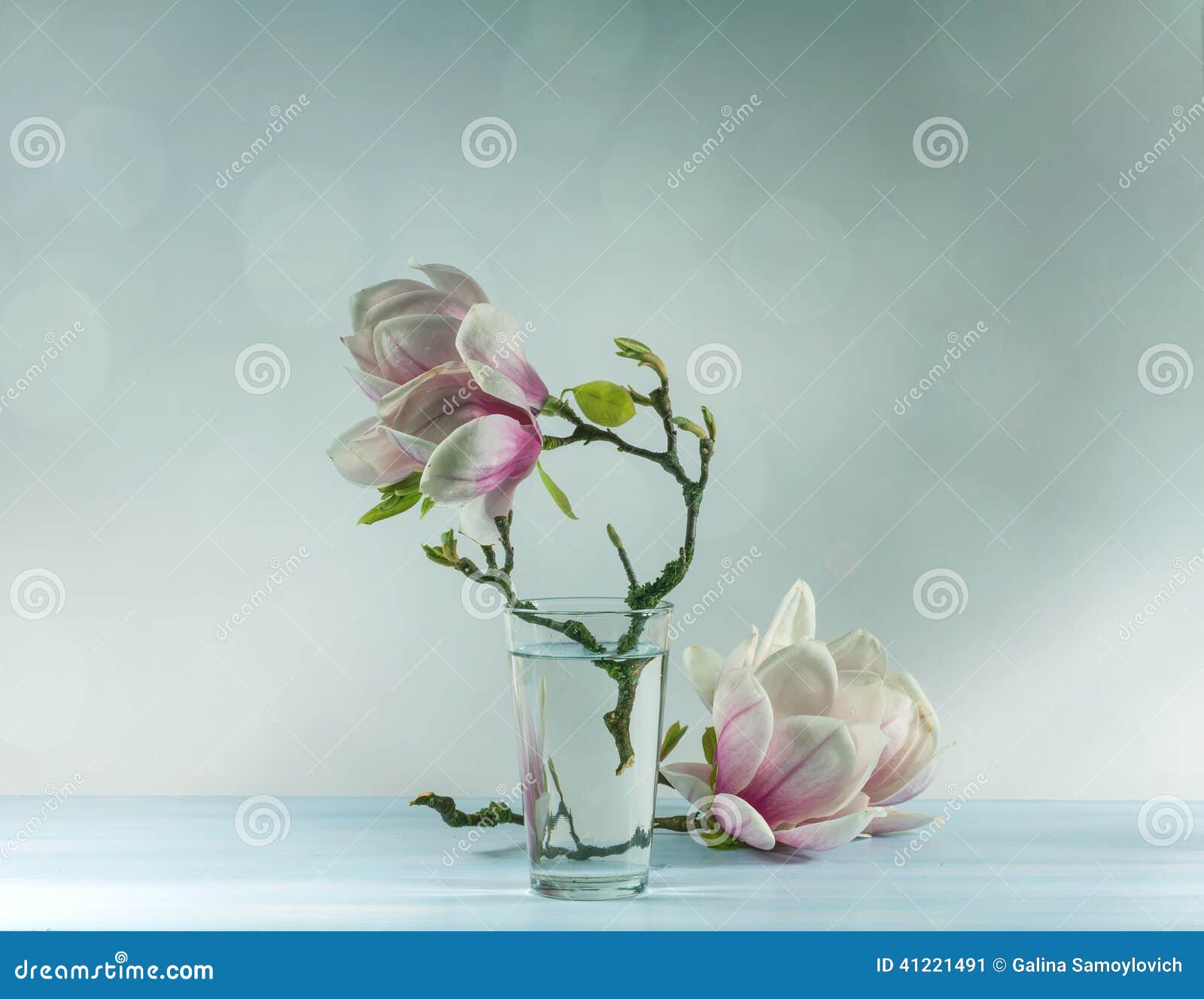 Blooming magnolia stock image. Image of southern, spring - 41221491