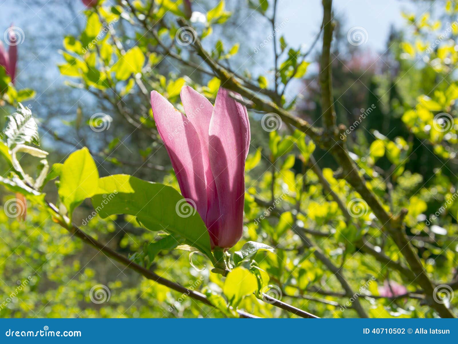 Blooming Magnolia in Spring Stock Photo - Image of flowers, freshness ...
