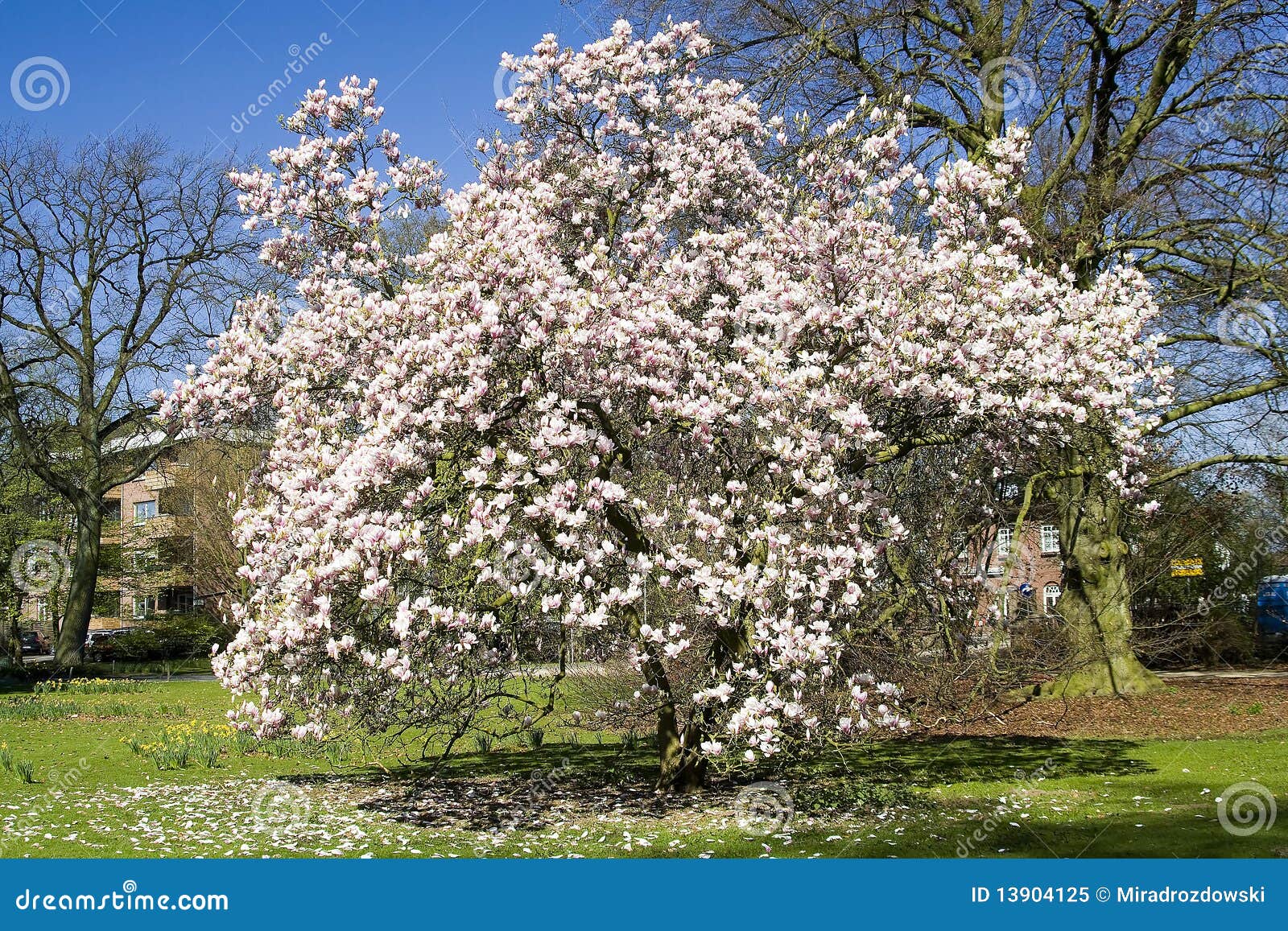 Blooming magnolia tree stock image. Image of seasonal - 13904125