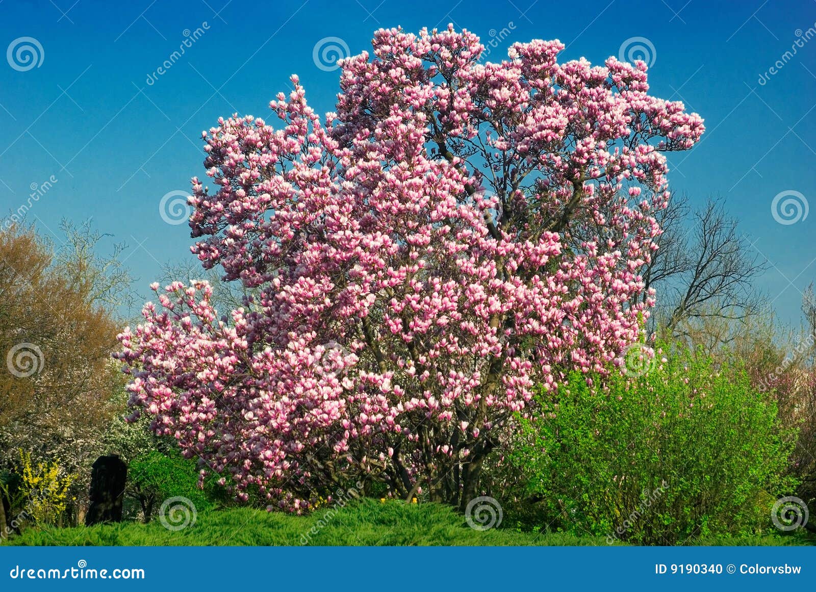 Blooming Magnolia Tree in April Stock Photo - Image of curly, details ...