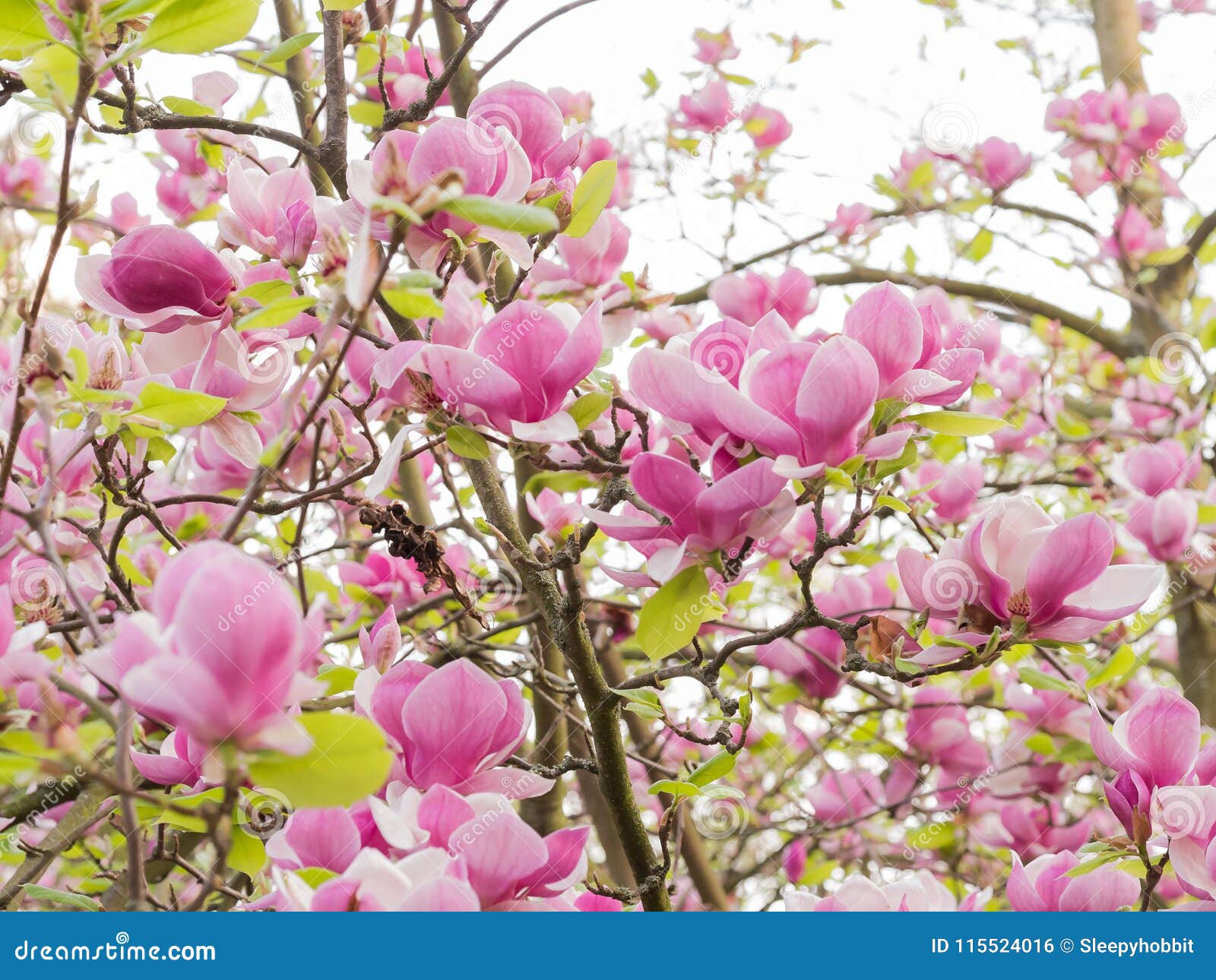 Blooming Magnolia Tree Background Stock Photo - Image of love ...