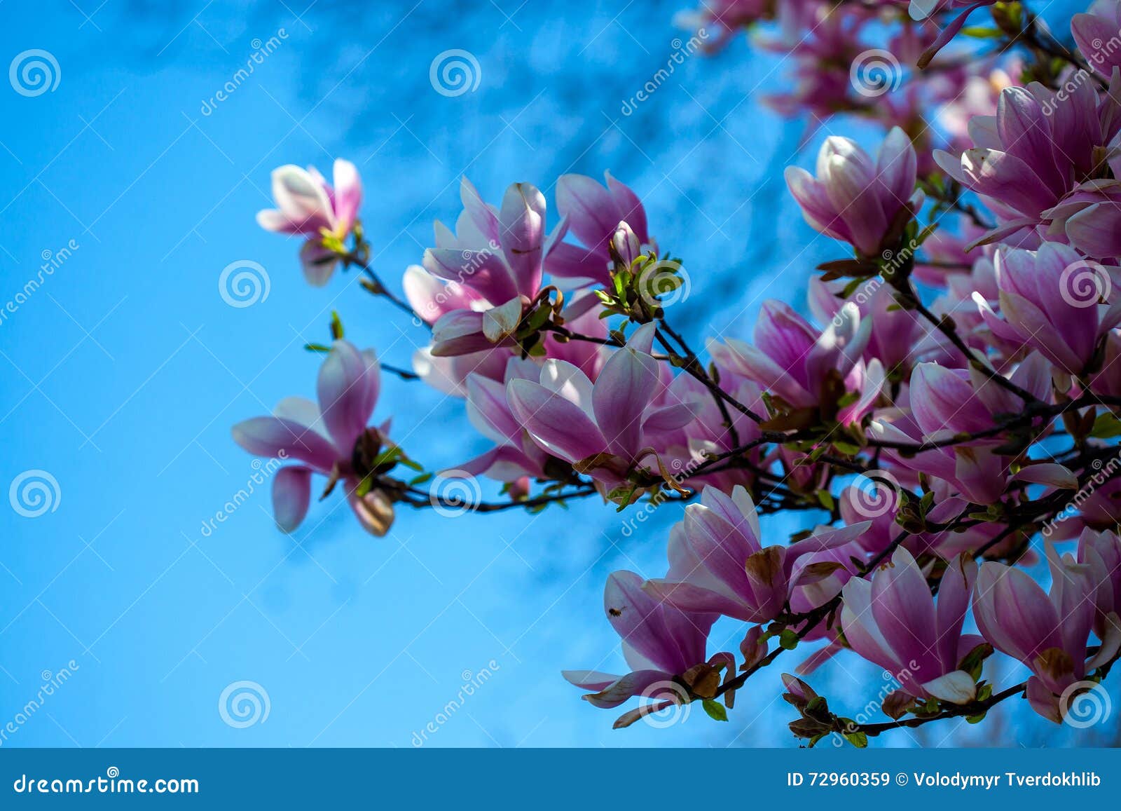 Blooming Magnolia Tree Branches Stock Image - Image of blue, magnolia ...