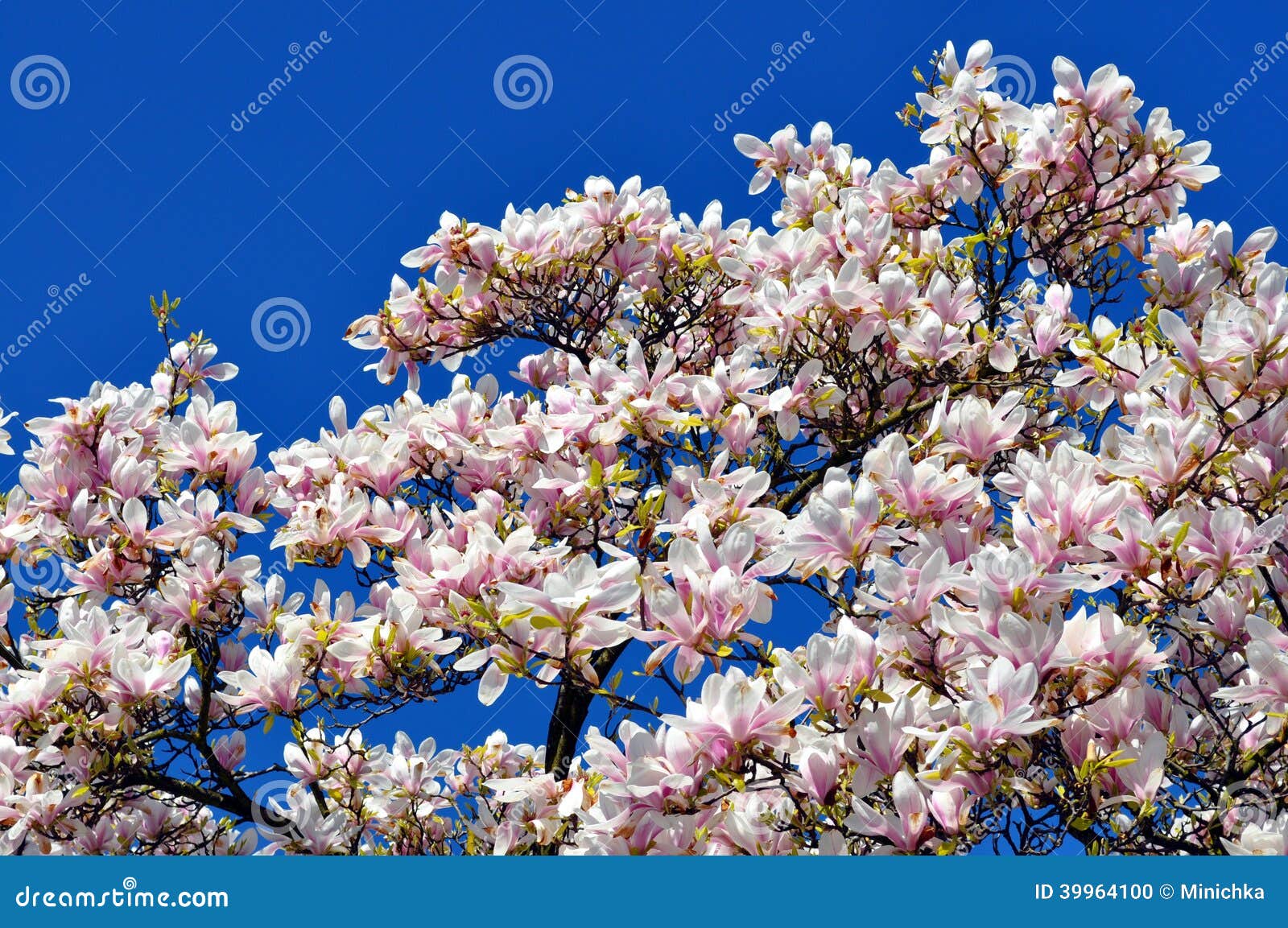 Blooming magnolia tree stock photo. Image of deep, plant - 39964100