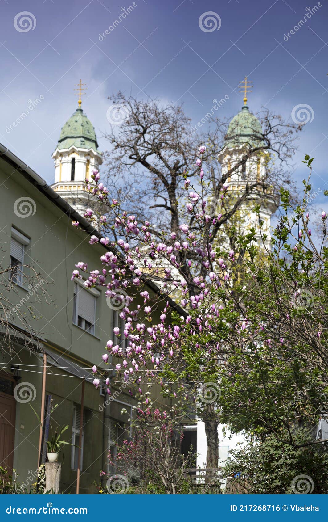 Blooming Magnolia Tree in the Front Yard Stock Photo - Image of pink ...