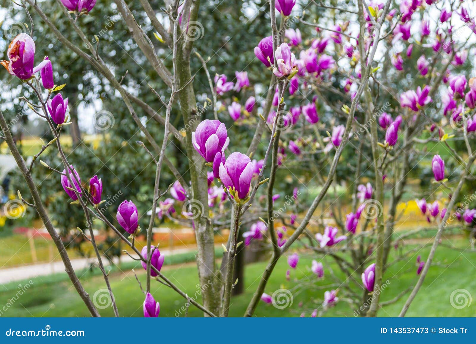 Blooming Magnolia Tree in the Garden Stock Image - Image of delicate ...