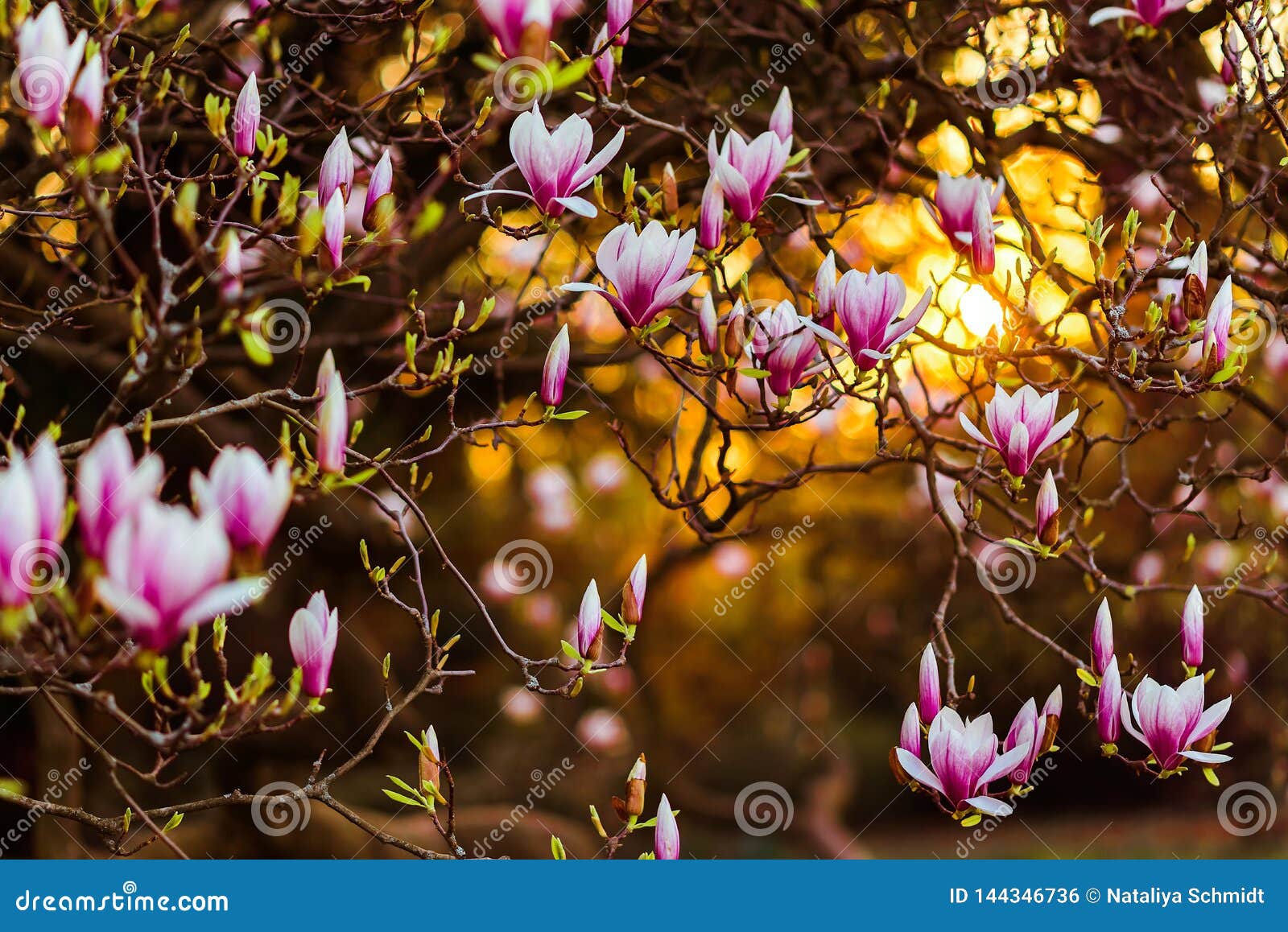 Blooming magnolia. Tree stock photo. Image of lily, macro - 144346736