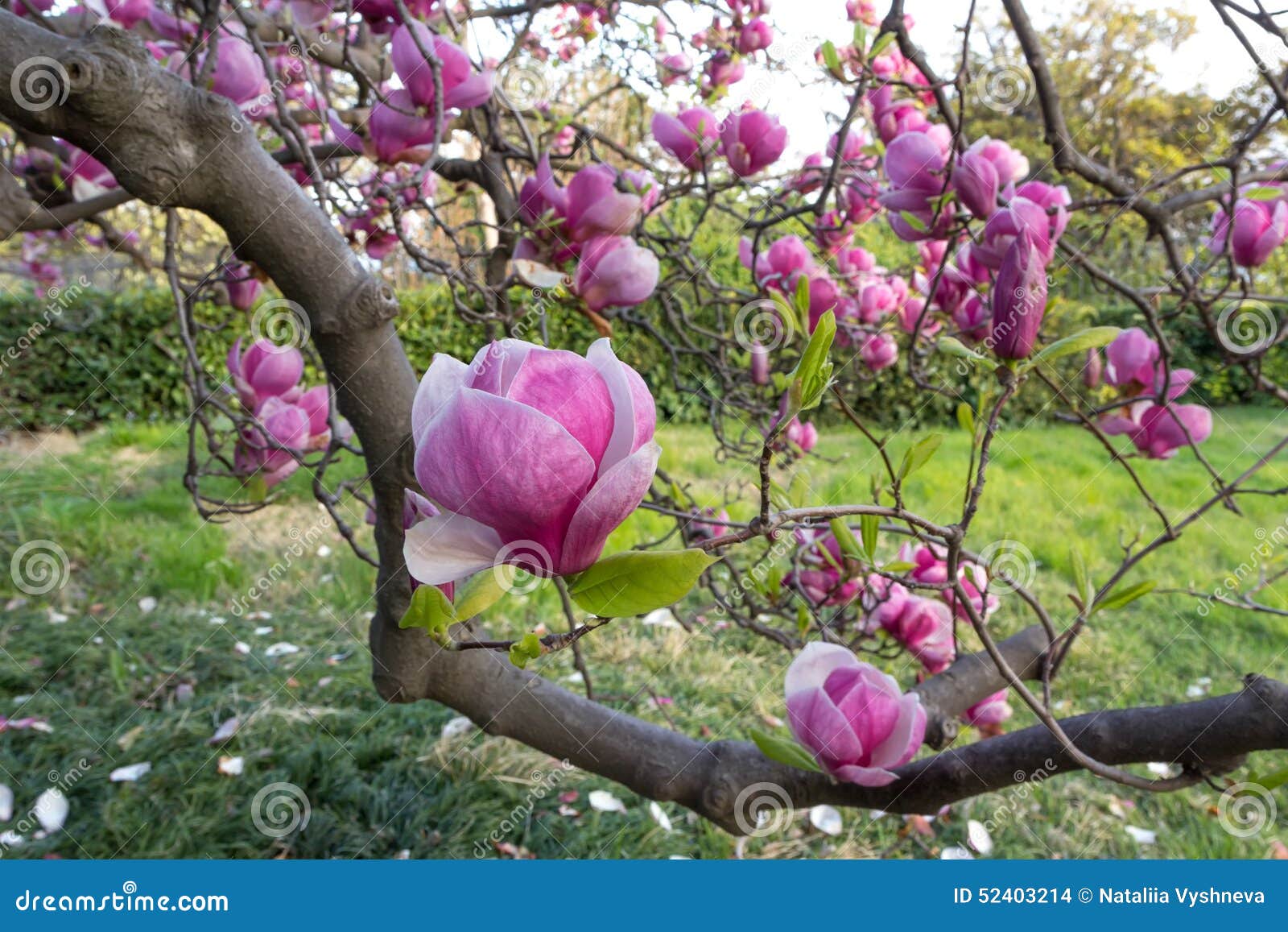 Blooming Magnolia Tree in the Park Stock Photo - Image of park, petals ...