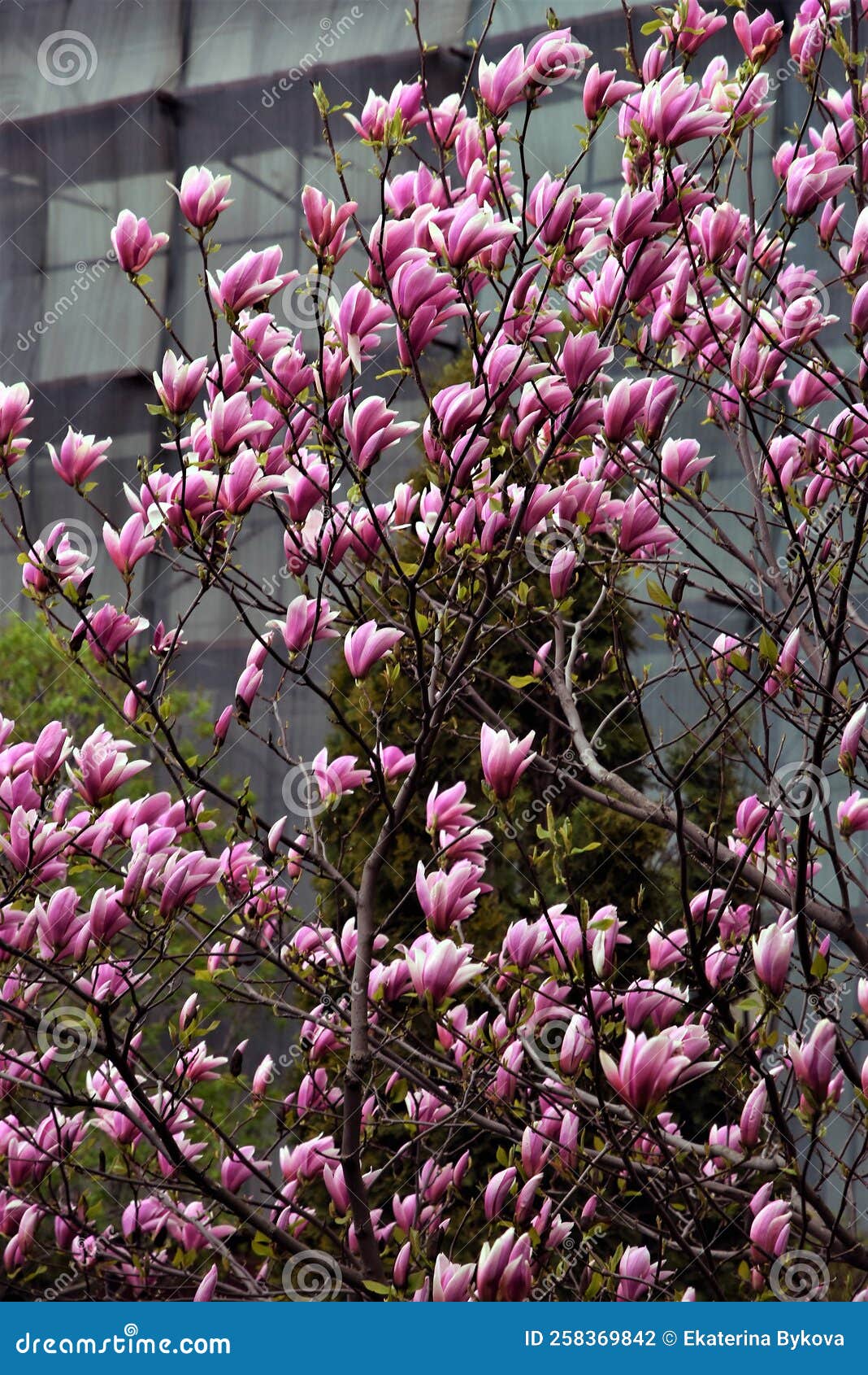 Blooming Magnolia Tree in a Spring Garden. Stock Photo - Image of march ...