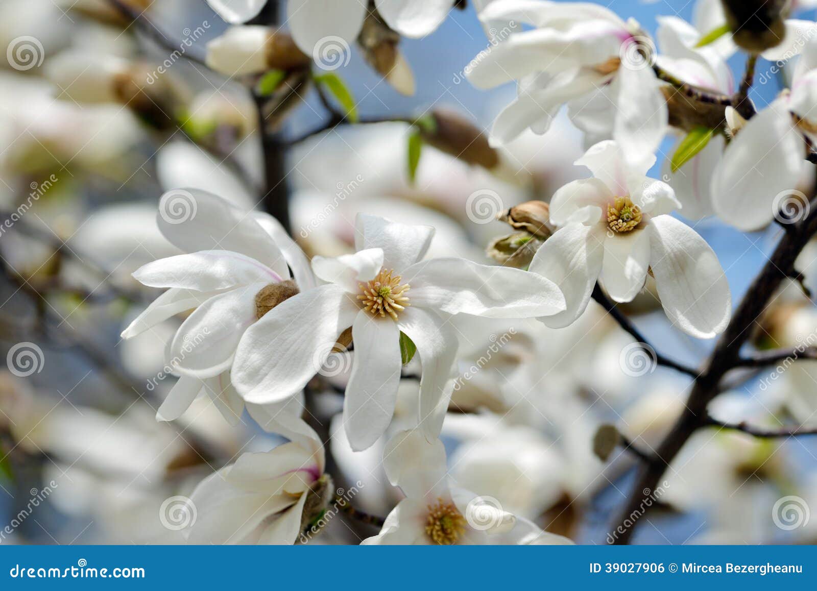 Blooming Magnolia Tree in Spring Garden Stock Photo - Image of easter ...
