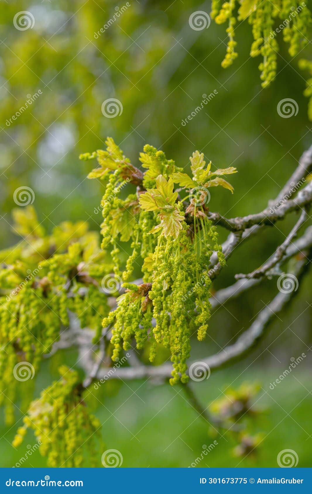 Blooming Male Flowers of an Oak Tree (Genus Quercus). Stock Image ...