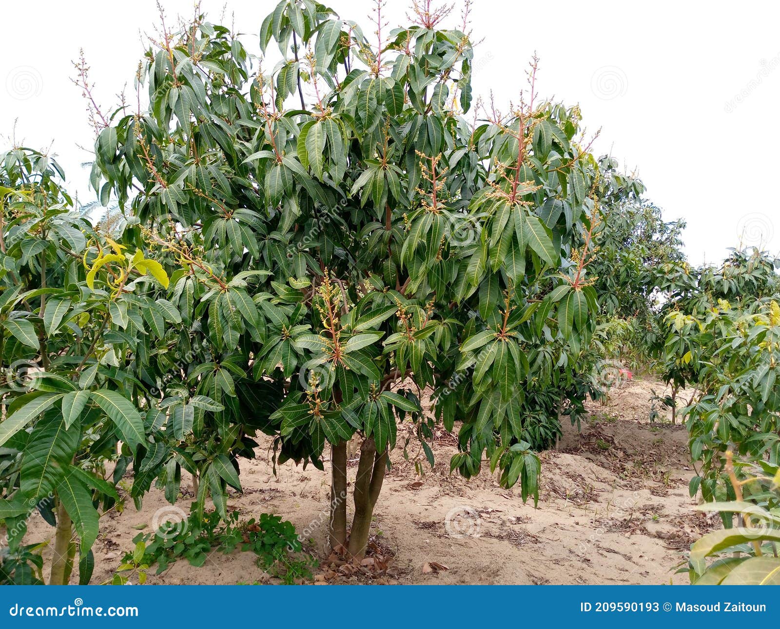 Blooming Mango Tree with Amazing Flowers in a Farm 1 Stock Image ...