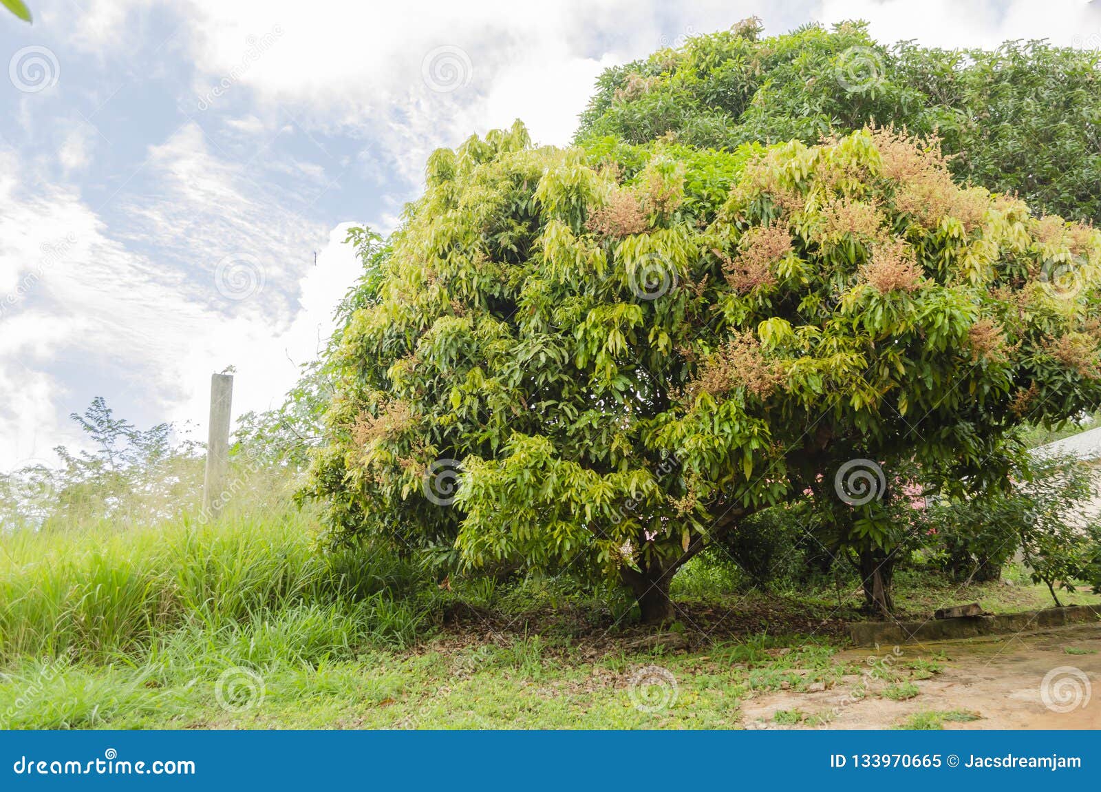 Blooming Mango Tree stock image. Image of covered, fruiculture - 133970665