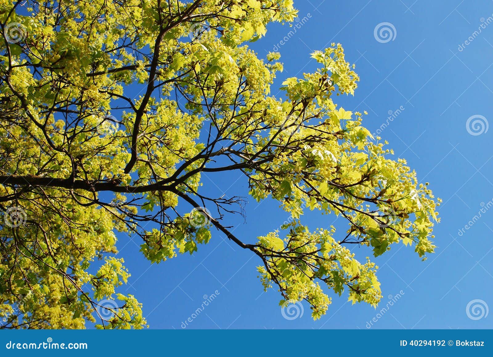 Blooming Maple Tree Twig in Early Spring Stock Photo - Image of life ...