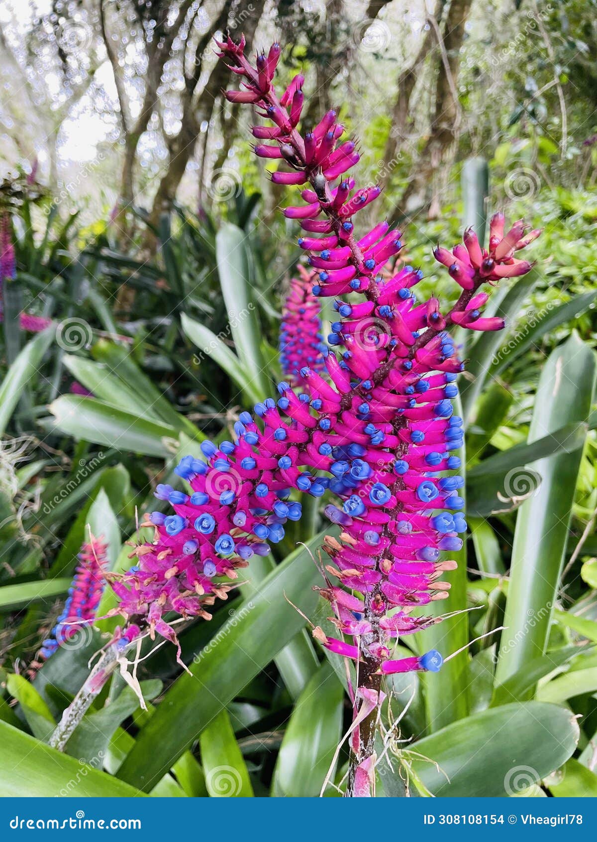 Matchstick Two Stems Blooming Stock Photo - Image of leaf, blossom ...