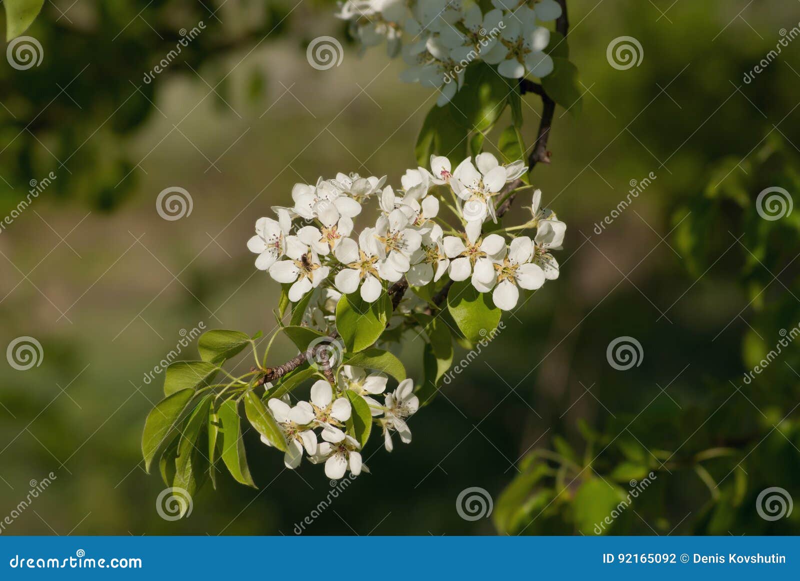 Blooming in May Apple Tree Against a Background of Green Trees Stock ...