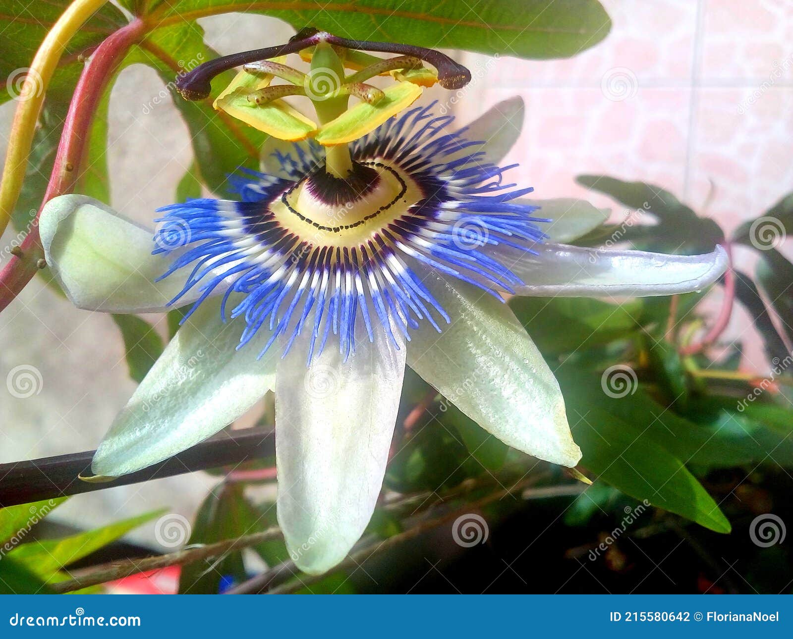 Blooming maypop flower stock photo. Image of flowers - 215580642