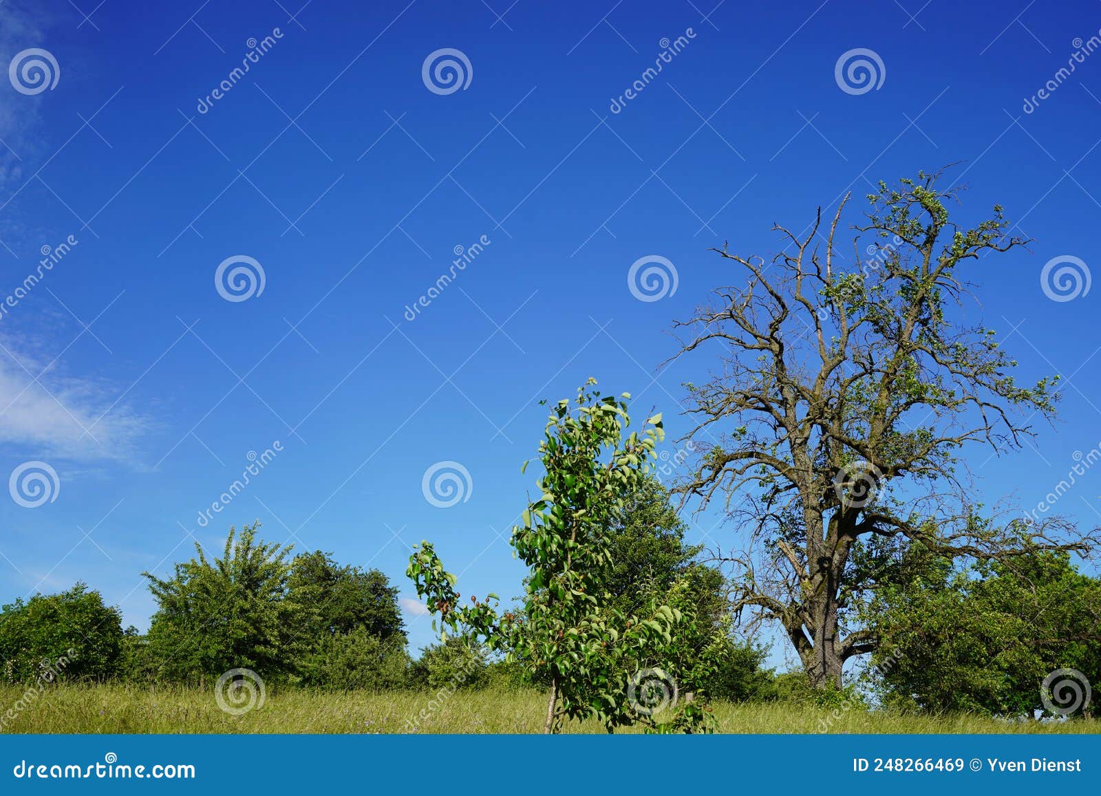 A Blooming Meadow with Fruit Trees in the Background an Ancient Apple ...