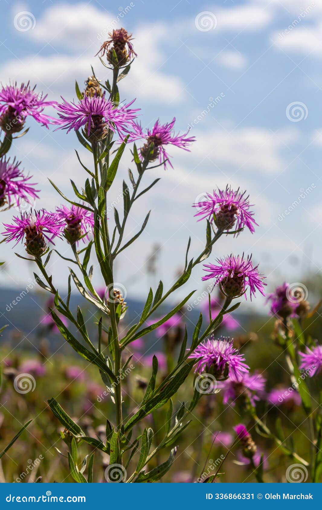 Centaurea Jacea Royalty-Free Stock Photography | CartoonDealer.com ...