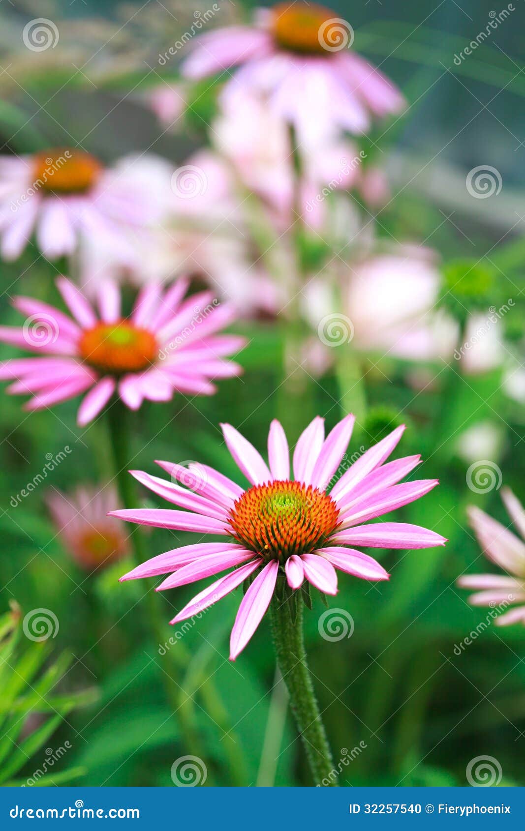 Blooming Medicinal Herb Echinacea Purpurea or Coneflower Stock Photo ...