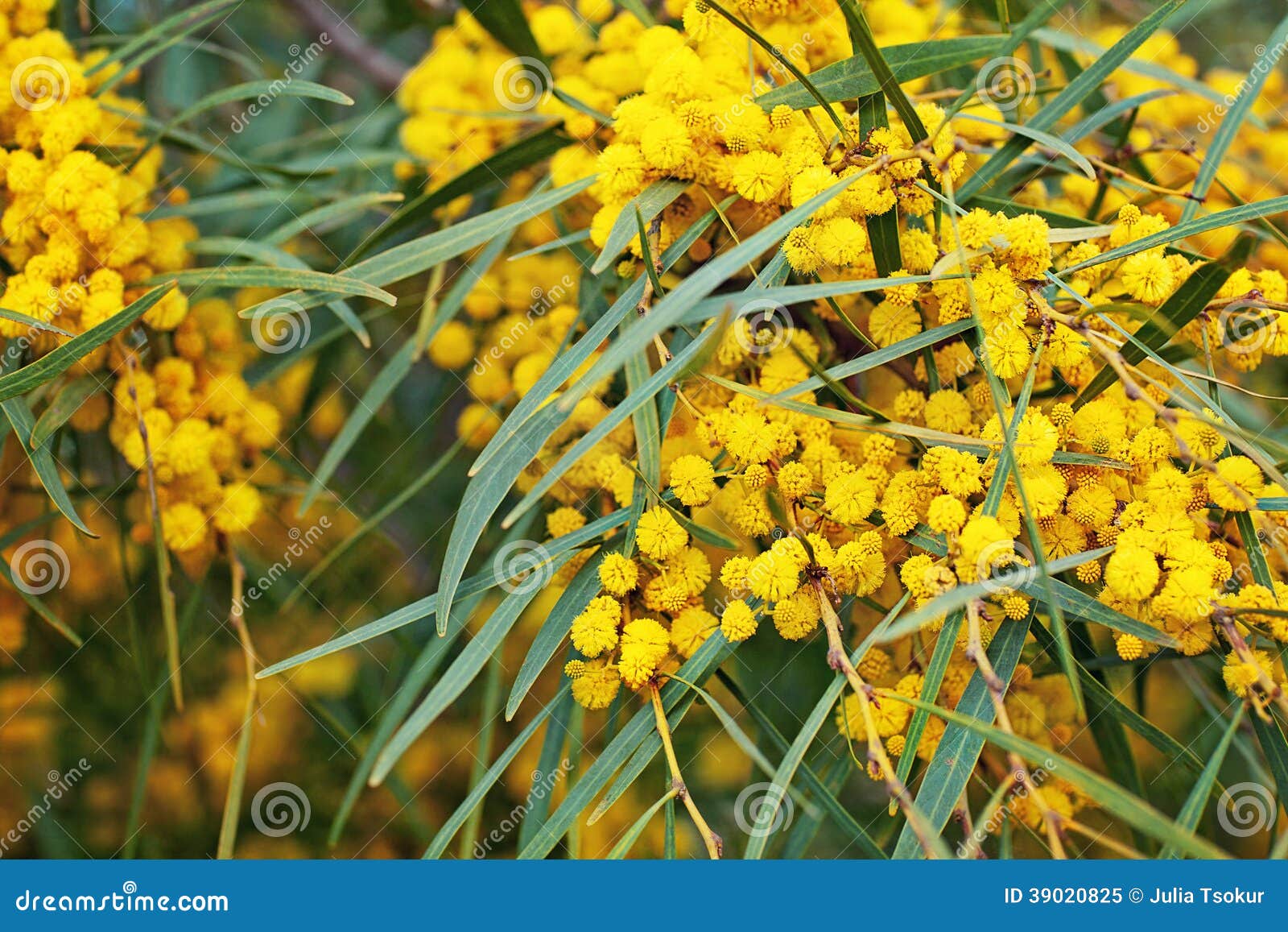 Blooming mimosa tree stock image. Image of horizontal - 39020825