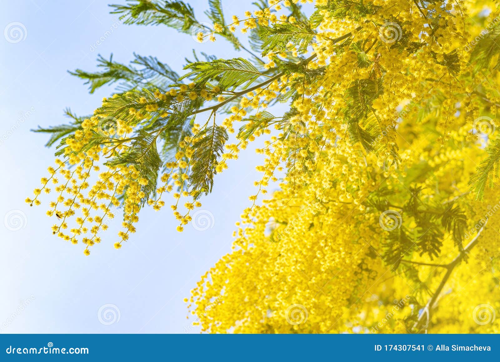 Blooming Mimosa Tree Bring Spring Colors Stock Image - Image of ...