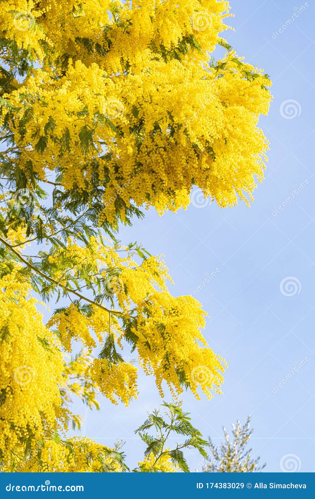 Blooming Mimosa Tree Bring Spring Colors Stock Image - Image of flora ...