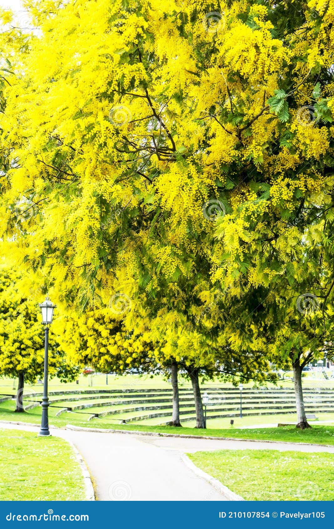 Blooming Mimosa Trees in the Park Stock Photo - Image of acacia, grass ...