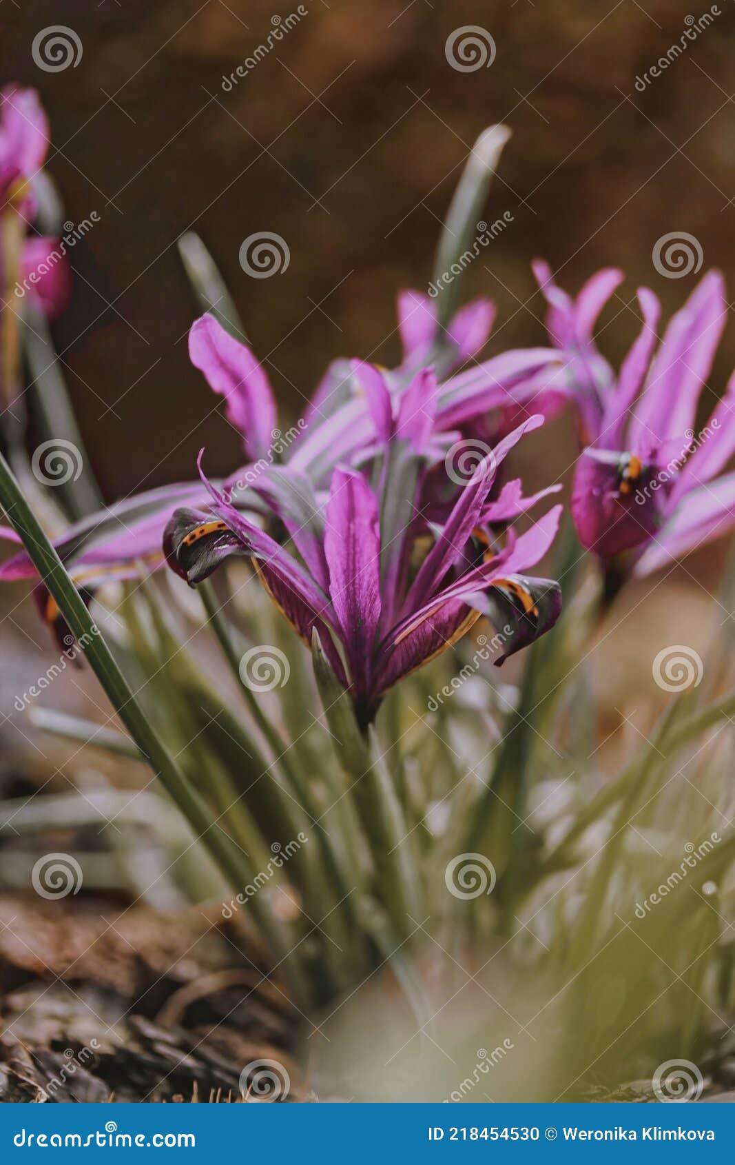 Blooming mini iris stock photo. Image of interior, blooming - 218454530