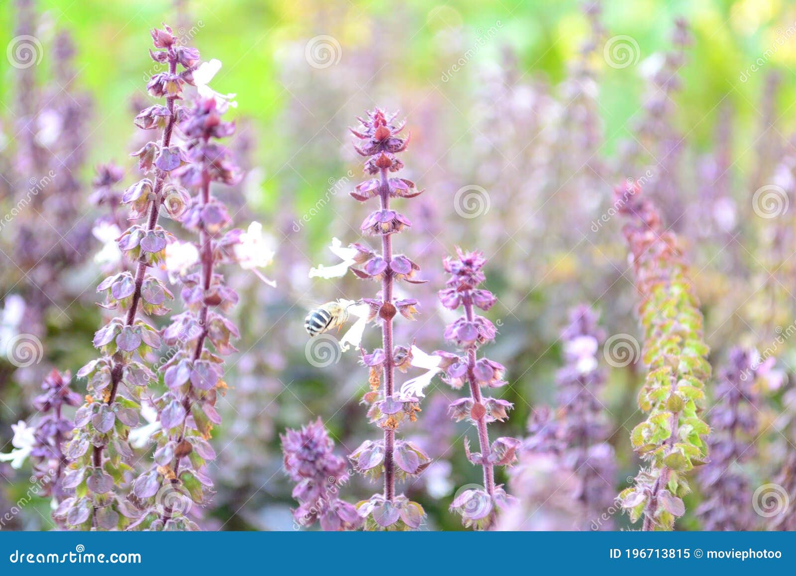 Blooming Mint in the Vegetable Garden Stock Image - Image of colors ...