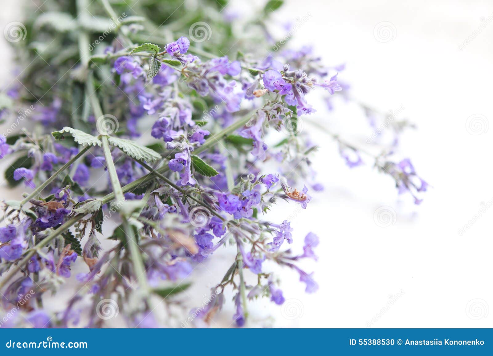 Blooming Mint Grass White Background Stock Photo - Image of botany ...