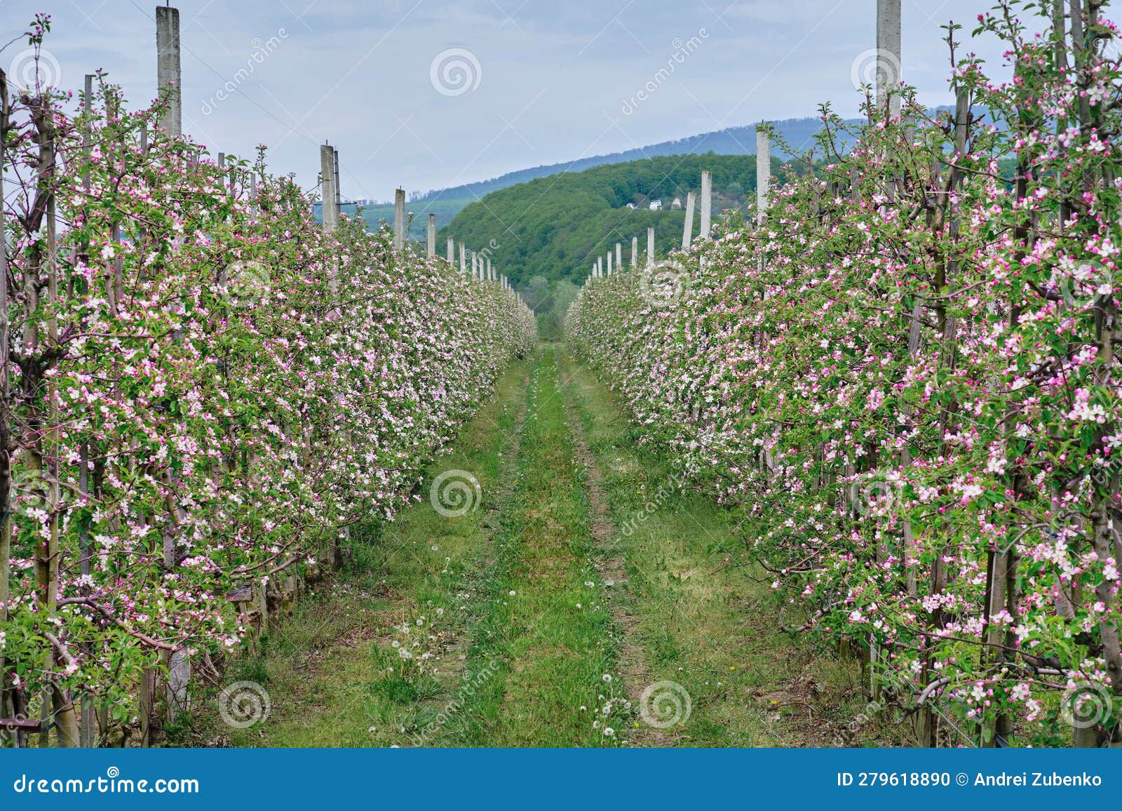 Blooming Modern Apple Orchard. Growing Apples on an Industrial Scale ...
