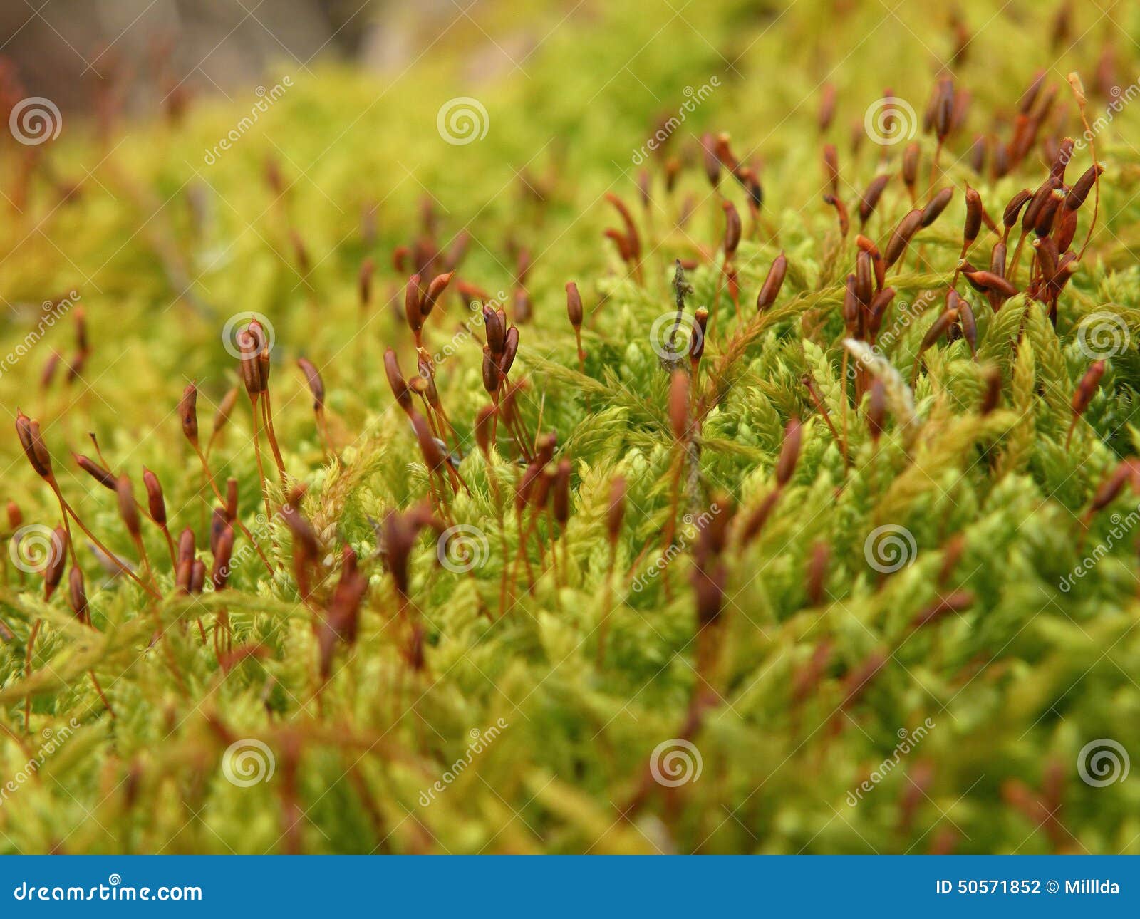 Blooming moss stock photo. Image of moss, plant, macro - 50571852
