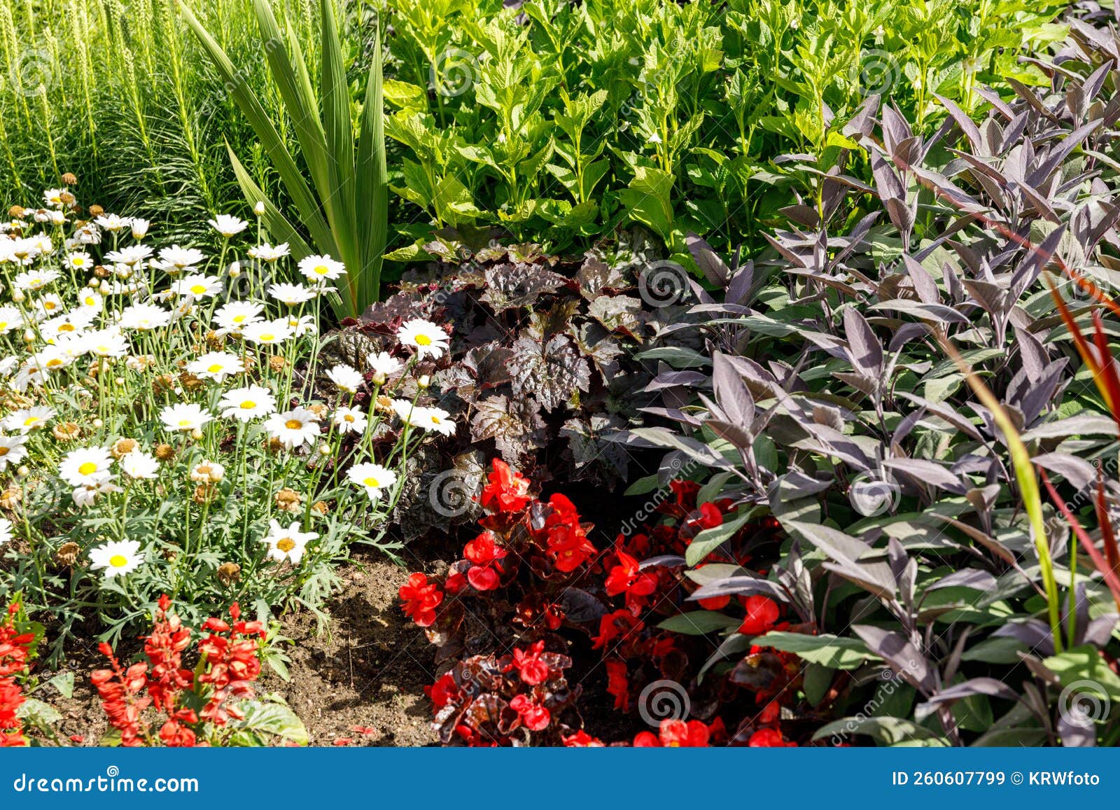 Blooming Multi-colored Perennials Stock Image - Image of meadow, multi ...