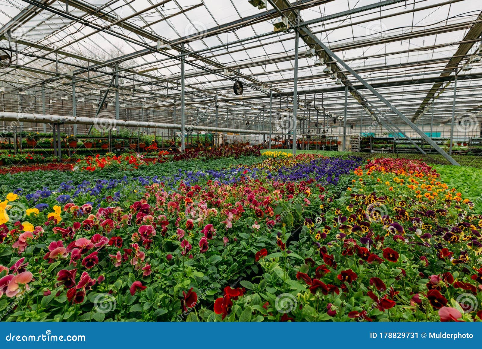 Blooming Multi-colored Violets Grown in Modern Greenhouse, Selective ...