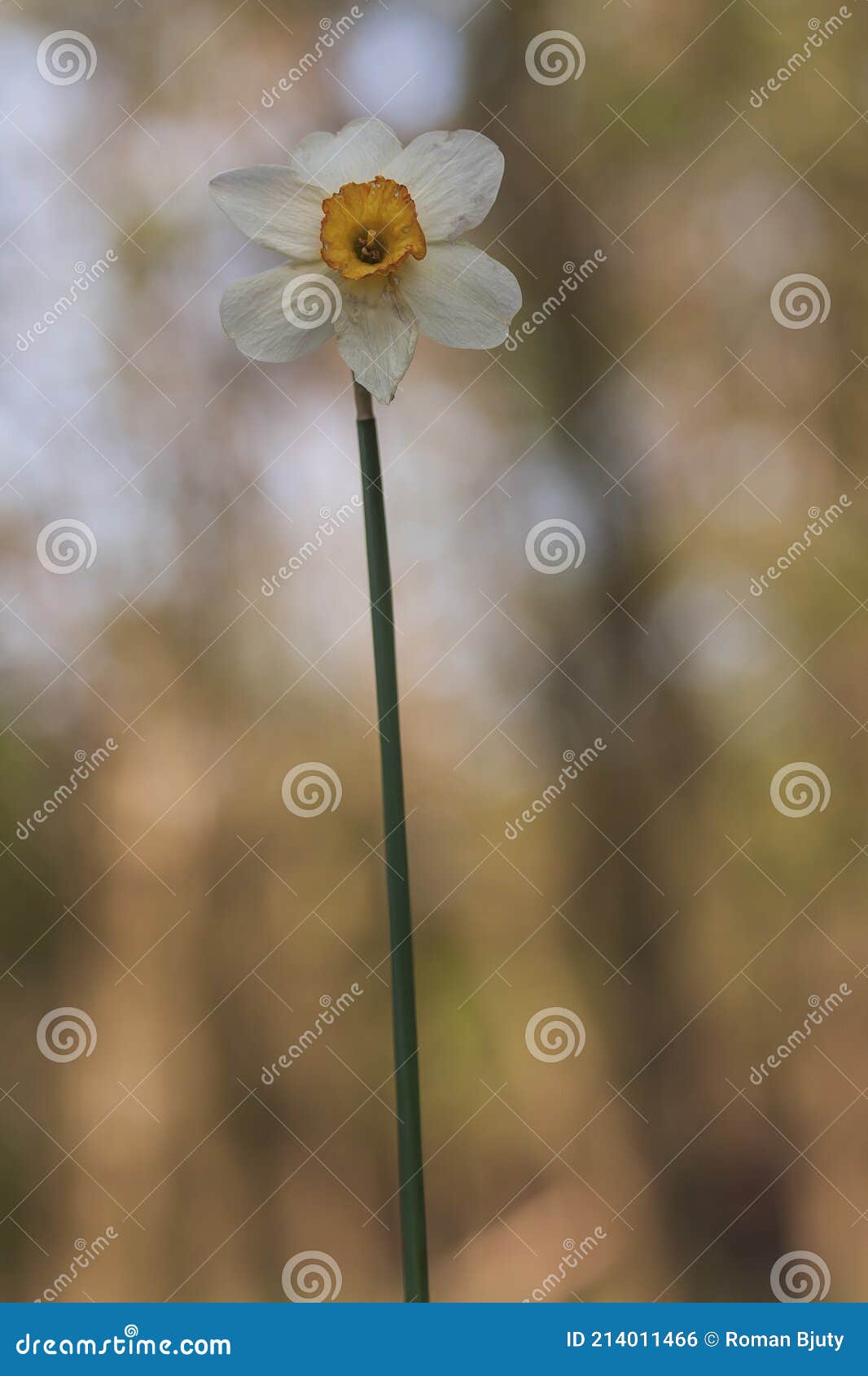 Blooming Narcissus Flower, Which is Wearing Defects Stock Photo - Image ...