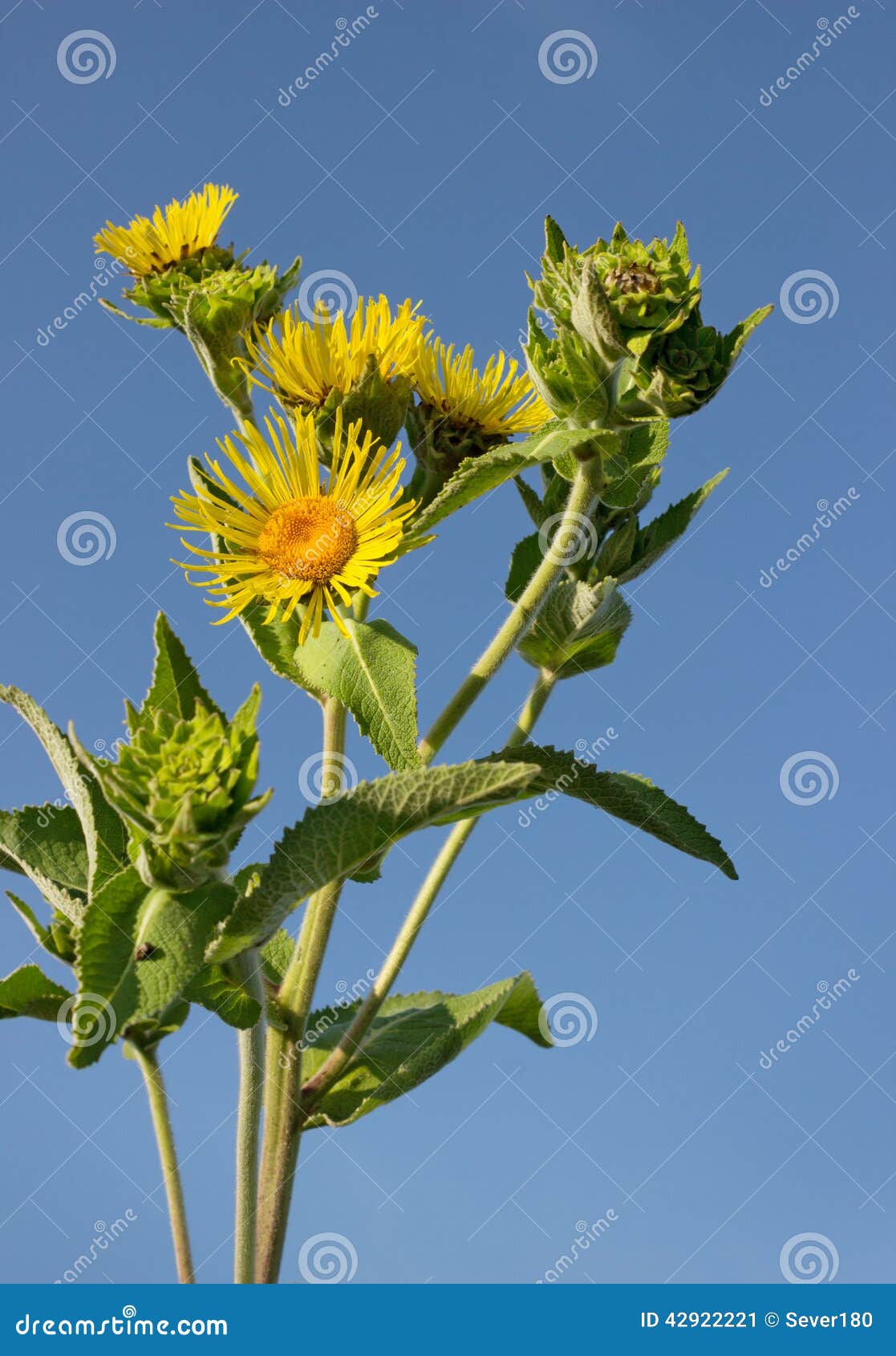 Blooming Nard Against the Blue Sky Stock Image - Image of nard, green ...
