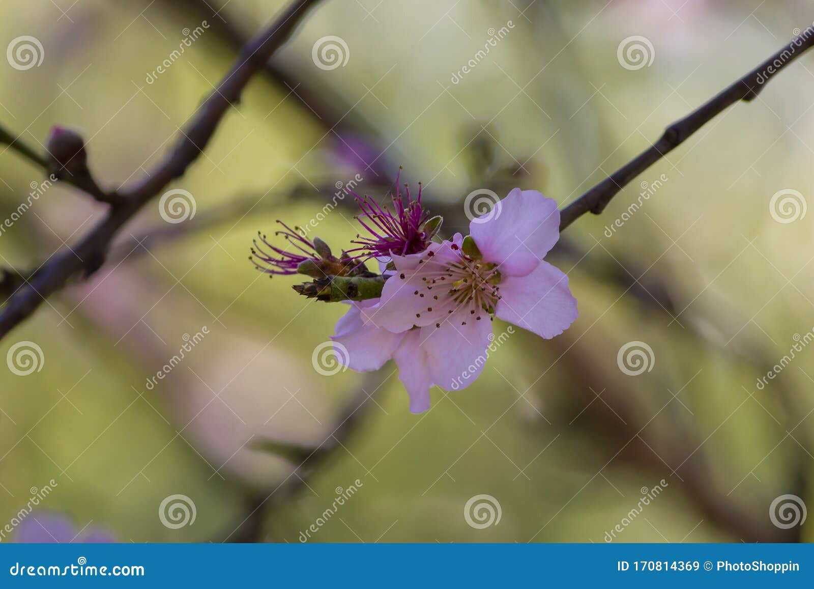 Blooming nectarine flowers stock image. Image of card - 170814369