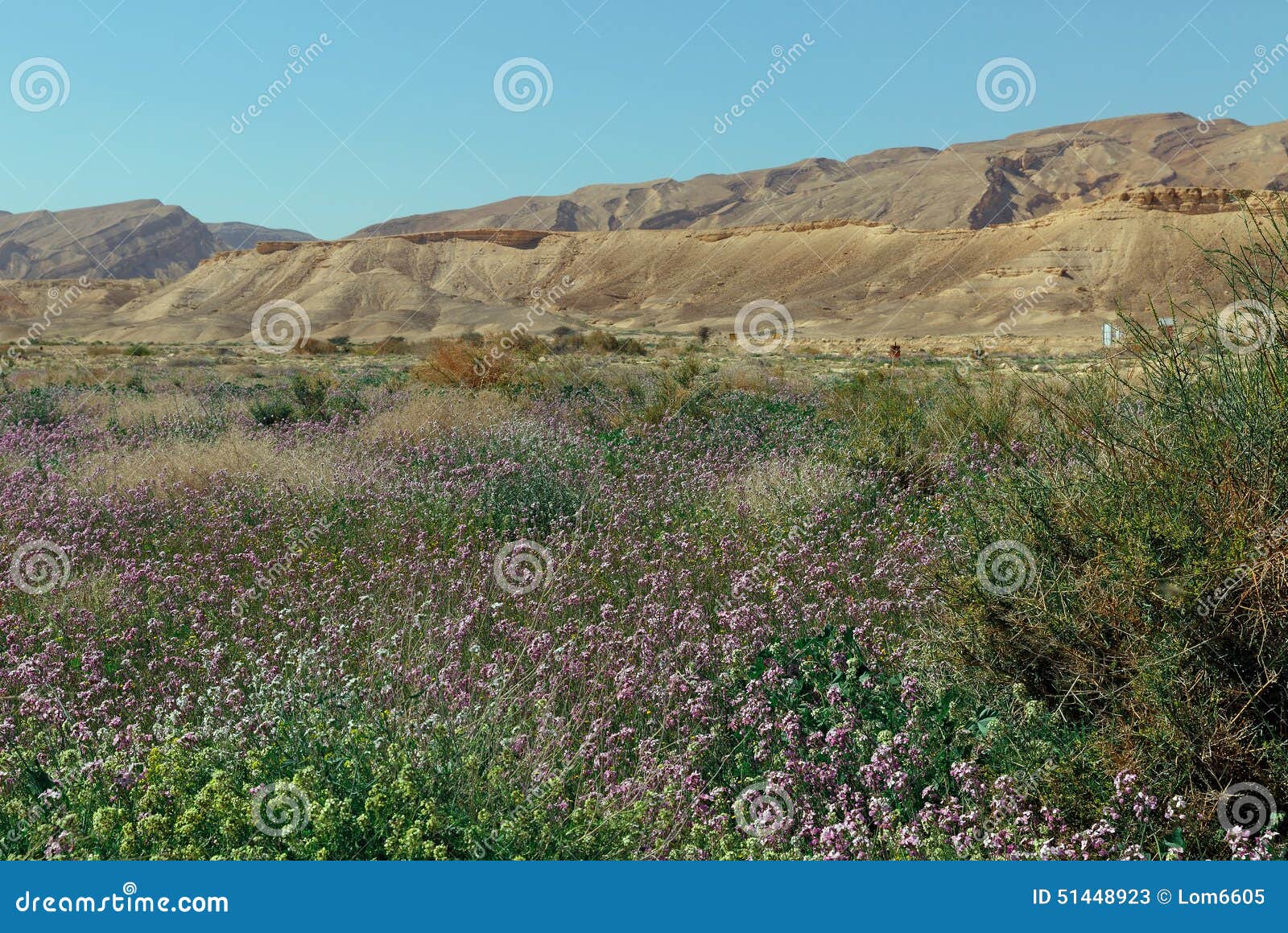 Blooming Negev desert stock image. Image of beautiful - 51448923