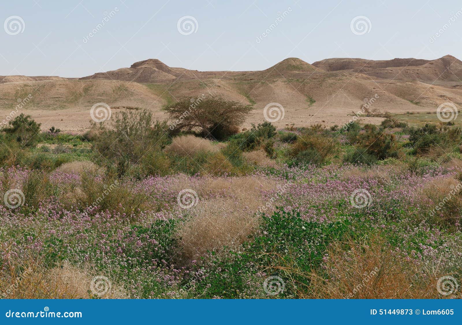 Blooming Negev desert stock image. Image of outdoor, green - 51449873