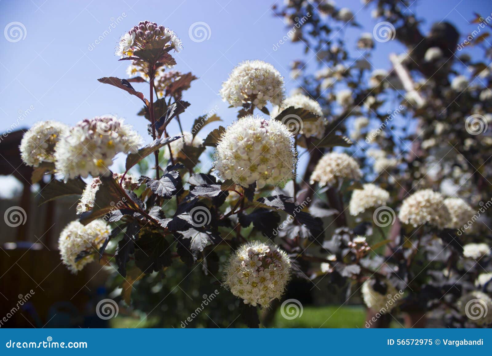 Blooming ninebark stock image. Image of perennial, spring - 56572975