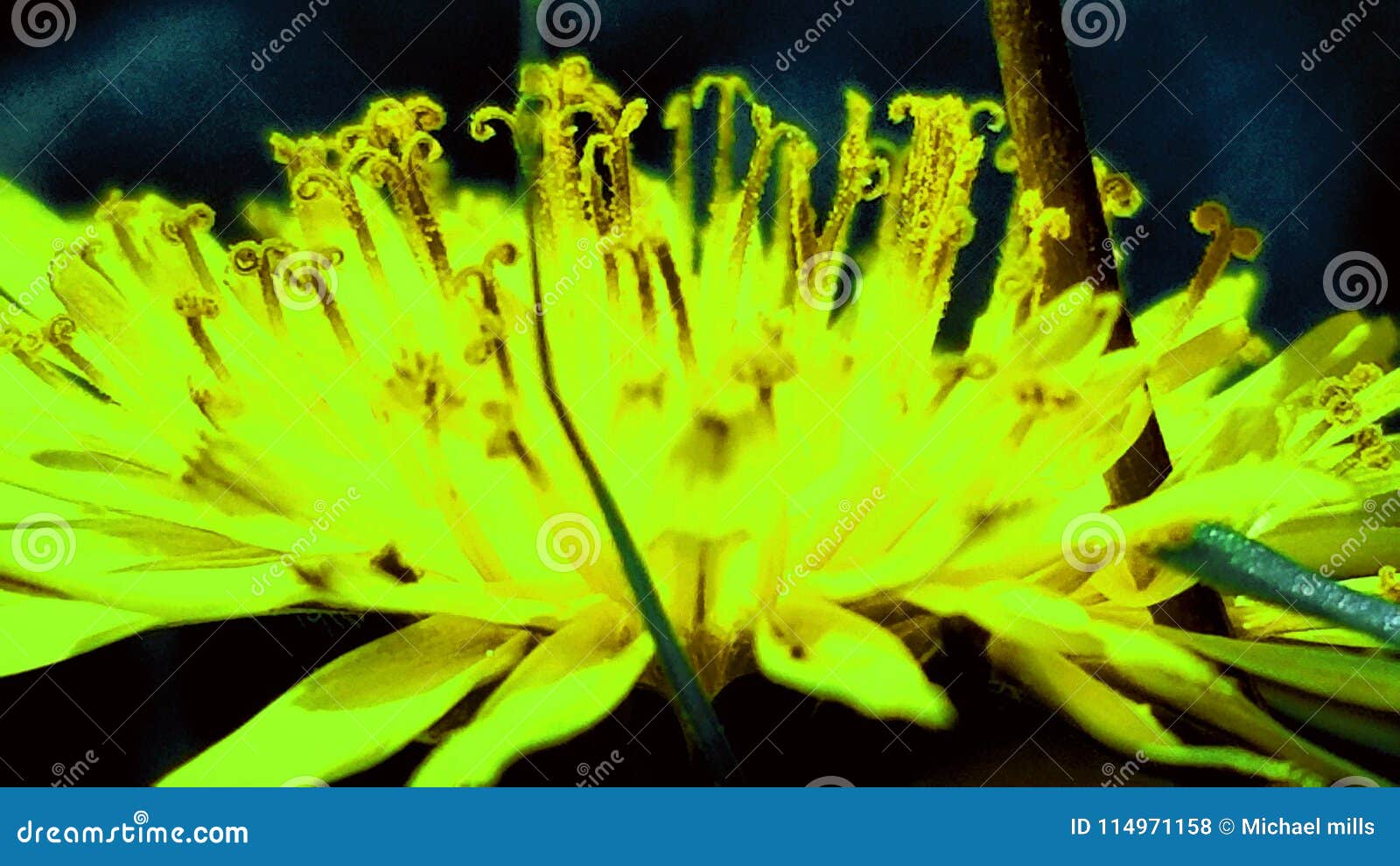 Neon Dandelion stock photo. Image of macro, blooming - 114971158