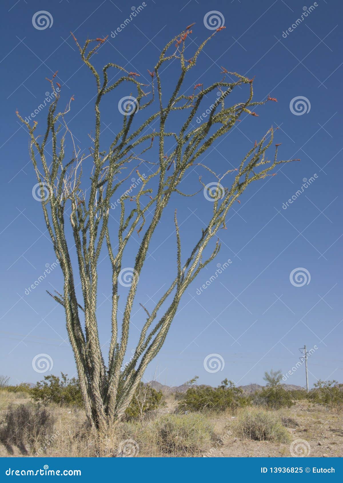 Blooming Ocotillo Cactus stock image. Image of arid, colorful - 13936825