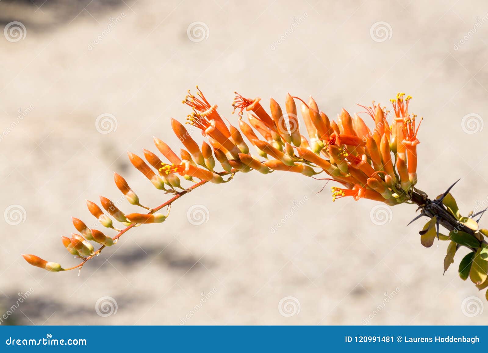 Blooming Ocotillo Cactus, AZ, USA Stock Image - Image of leaf, cactuses ...