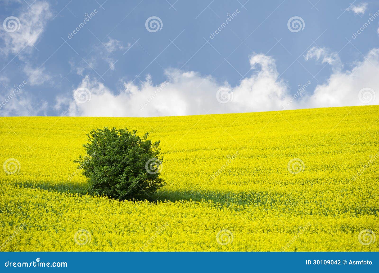 Blooming Oilseed Field with Tree Stock Photo - Image of loneliness ...