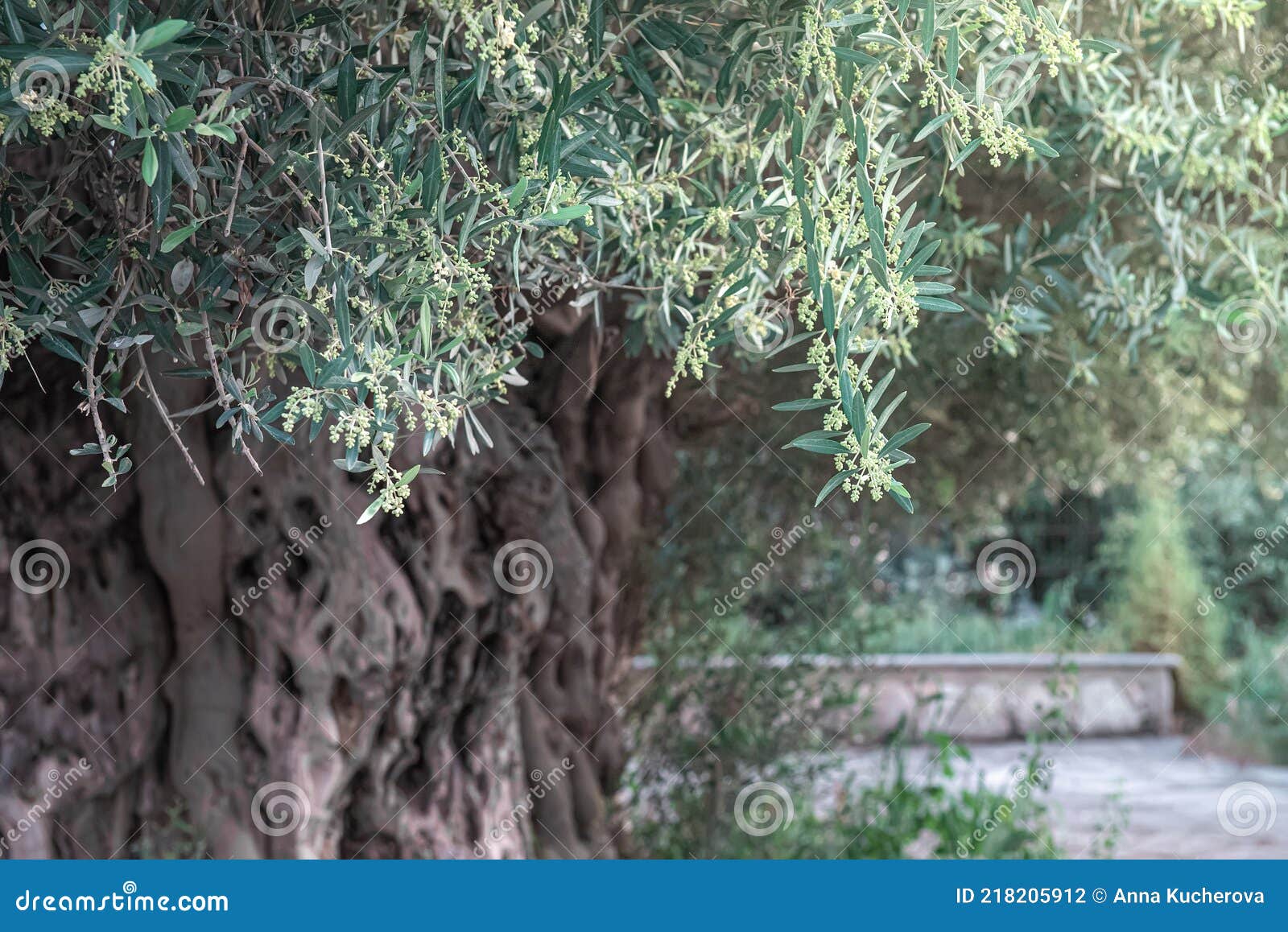 Blooming Old Olive Tree in Spring Stock Photo - Image of ancient ...